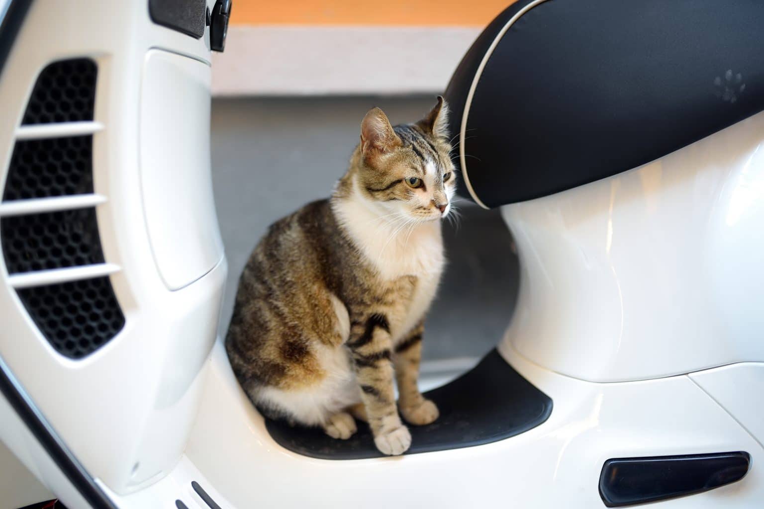 ¿Puedo llevar al gato en moto? ⋆ Motopoliza.com - el comparador de ...